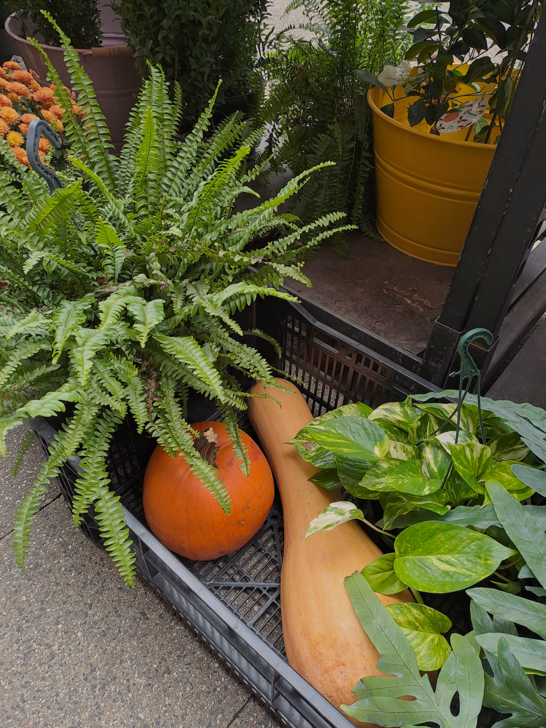 Autumn brings a special charm: pumpkins seem to appear everywhere ...